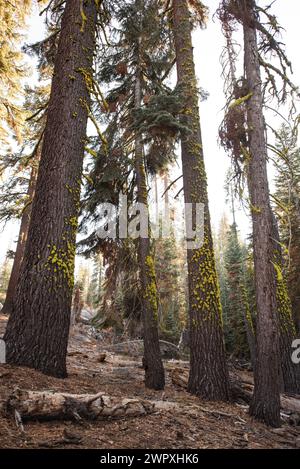 Old growth forest on the Taft Point and Fissures Trail in Yosemite ...