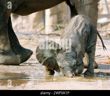 05 February 2024, Saxony-Anhalt, Halle (Saale): Figures of the Bizango ...