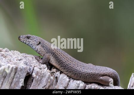 Black Rock Skink basking Stock Photo - Alamy