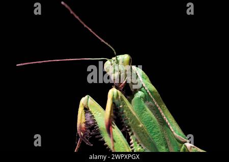 Depiction of green praying mantis in a close-up view showing its ...
