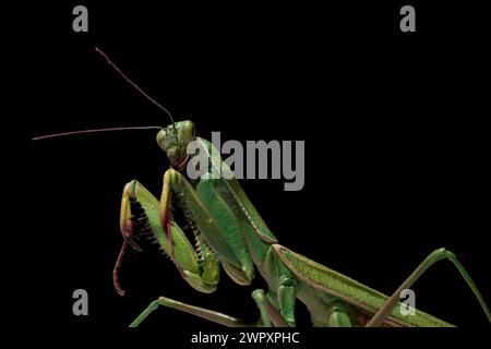 Depiction of green praying mantis in a close-up view showing its ...