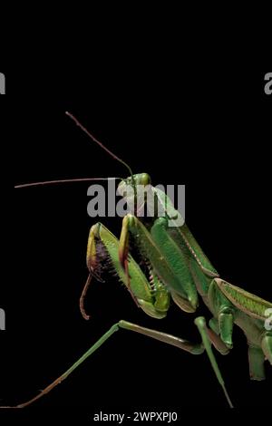Depiction of green praying mantis in a close-up view showing its ...