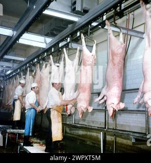 Pork, Pigs, Industrial processing of pork. Butchering, suckling pigs ...