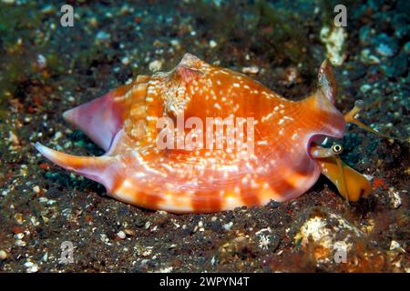 Bubble Stromb, Bubble Conch, Euprotomus bulla, previously Strombus ...