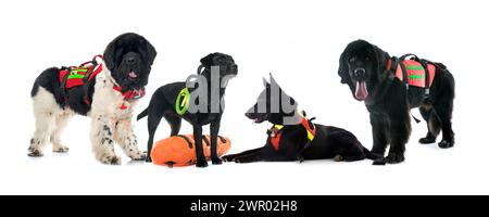 rescue brave dogs in front of white background Stock Photo - Alamy