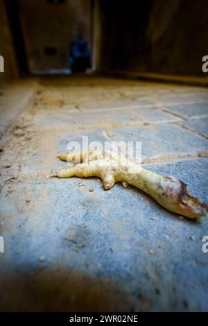 sectioned chicken leg in an alley Fez, morocco, africa Stock Photo - Alamy