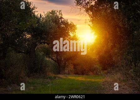 Olive tree branches lit by sun Stock Photo - Alamy