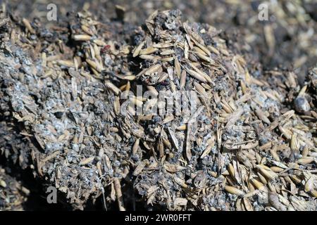 Mildewed, spoiled and with pests stored grain and seeds of other plants ...