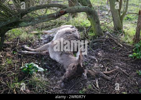 A dead fallow deer killed by an accident or natural causes in Britain ...