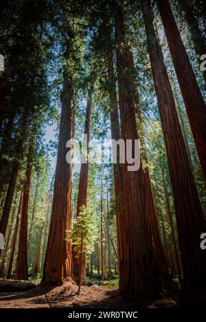 in USA inside sequoia national park the beauty of amazing nature ...