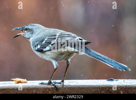 A Northern Mockingbird arrives on the deck Stock Photo - Alamy