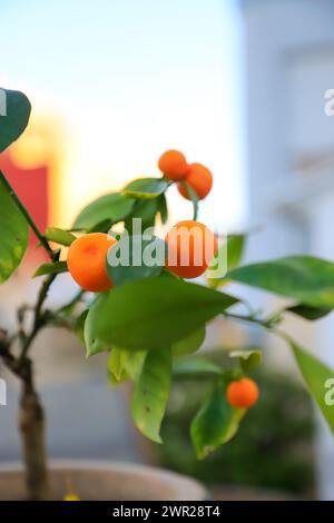 A calamandin plant with small orange-colored fruit planted in the ...