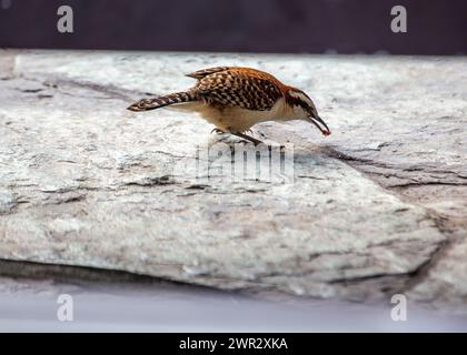 Wren with rusty neck forages amongst acacia trees in Central & South ...