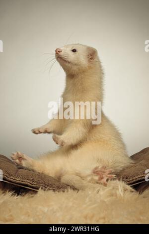 Light fur ferret laying on back indoor posing for portrait in studio ...