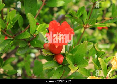 Red garnet flower blooms on tree. Southern healthy fruit pomegranate ...