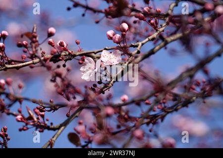 Beautiful blossom of an ornamental cherry, March, Germany Stock Photo ...