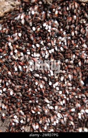 lime seed bug Stock Photo - Alamy
