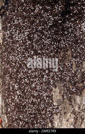 lime seed bug Stock Photo - Alamy