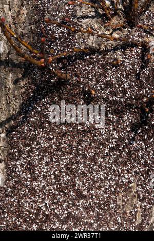 lime seed bug Stock Photo - Alamy