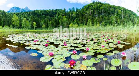 Water lilies (Nymphaea), Schwanseepark, near Fuessen, Ostallgaeu ...
