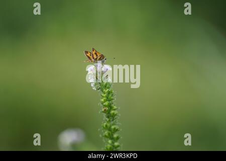 Heliotropium indicum (Sangketan, buntut tikus, Indian heliotrope ...
