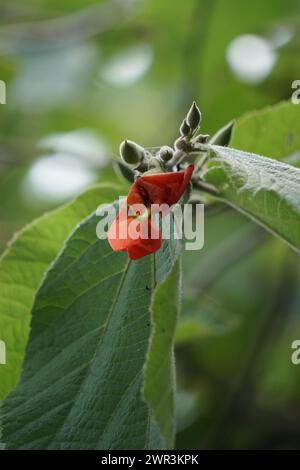 Helicteres isora (Indian screw tree, Idampiri valampiri, kayu ules ...