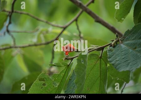 Helicteres isora (Indian screw tree, Idampiri valampiri, kayu ules ...