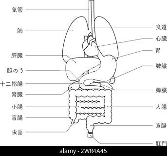 Structural drawing of the human body, illustration of internal organs ...