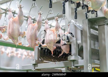 Whole chicken production line .Automated production line cut a half in ...
