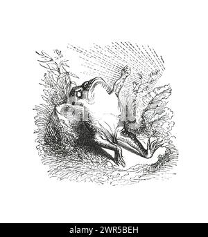 Anthropomorphic animals. humanized frog or toad. laying in the sun ...