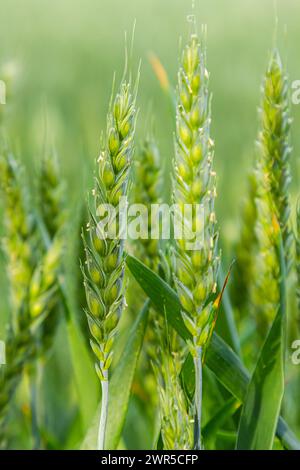 Agricultural field on which grow immature young cereals, wheat. Blue ...