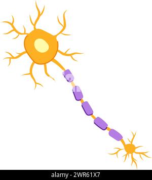 neuro neurons cartoon vector illustration Stock Vector Image & Art - Alamy