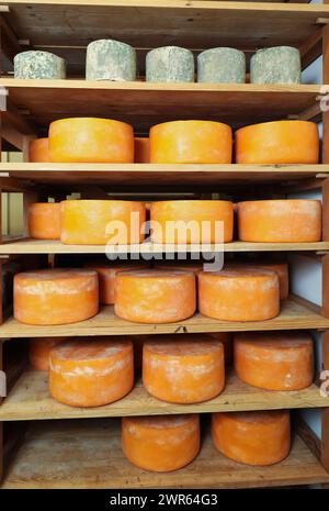 Cheese on shelves at a cheese factory warehouse Stock Photo - Alamy