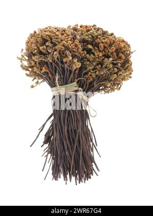 Young bracken fern (Pteridium esculentum) shoots unfurling Stock Photo ...