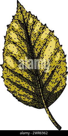 beech tree autumn leaf sketch hand drawn vector Stock Vector Image ...