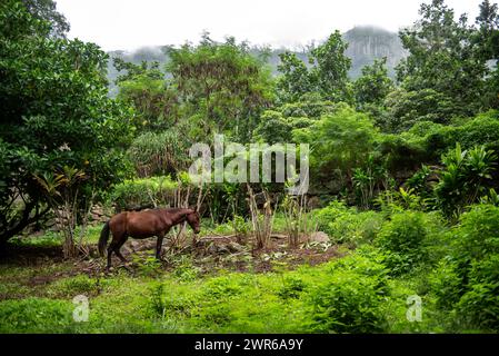 Horse at Tohua Koueva Archaeological Site, Nuku Hiva Stock Photo - Alamy