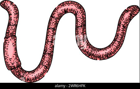 earthworm worm sketch hand drawn vector Stock Vector Image & Art - Alamy