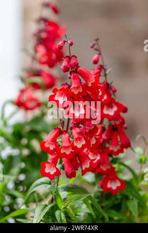 Penstemon "Phoenix Red Stock Photo - Alamy