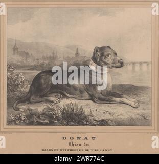 Dog Danube, Danube. Chien du Baron de Westreenen de Tiellandt (title on ...