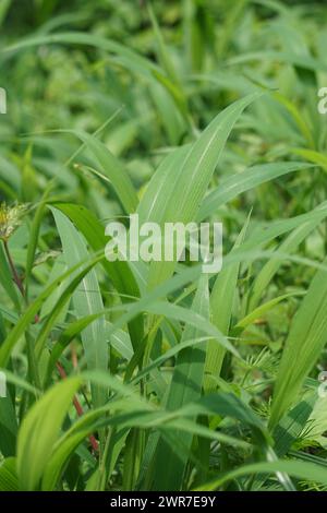 Setaria palmifolia (Rumput Setaria, Jamarak, palmgrass, highland) grass ...