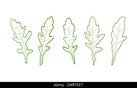 Set of leaves arugula. Vector painted. Illustration superfood on white ...