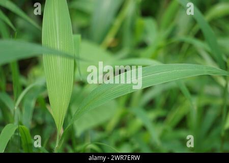 Helicteres isora (Indian screw tree, Idampiri valampiri, kayu ules ...