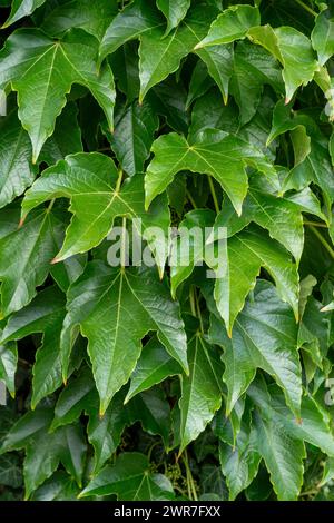 Green leafy background. Weaving ivy plant. Leaves of Japanese Ivy or ...