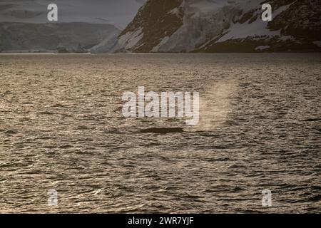 Whale Humpback (Megaptera novaeangliae), Foyn harbour, Wilhelmina Bay ...