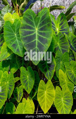 The lotus effect at Taro, coco yam, or Eddoe (Colocasia esculenta ...