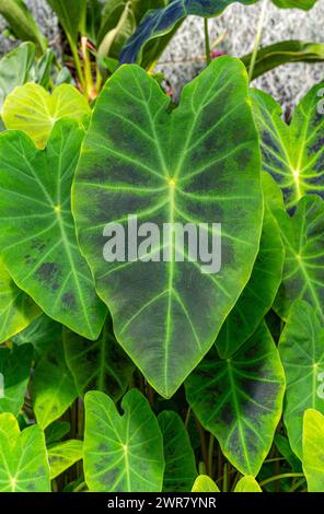 The lotus effect at Taro, coco yam, or Eddoe (Colocasia esculenta ...