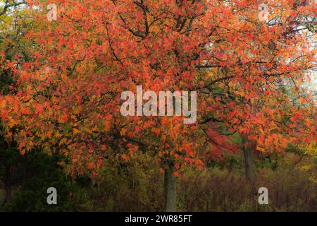 Sweetgum tree in autumn foliage Stock Photo - Alamy