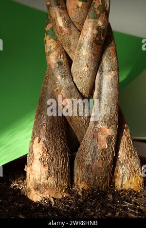 A braid made of Pachira tree trunks Stock Photo - Alamy
