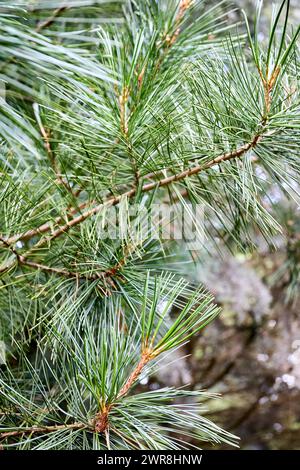 Cedar branches with long fluffy needles with a beautiful blurry ...
