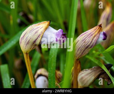 Indian Broomrape (Aeginetia indica) Plantae Stock Photo - Alamy